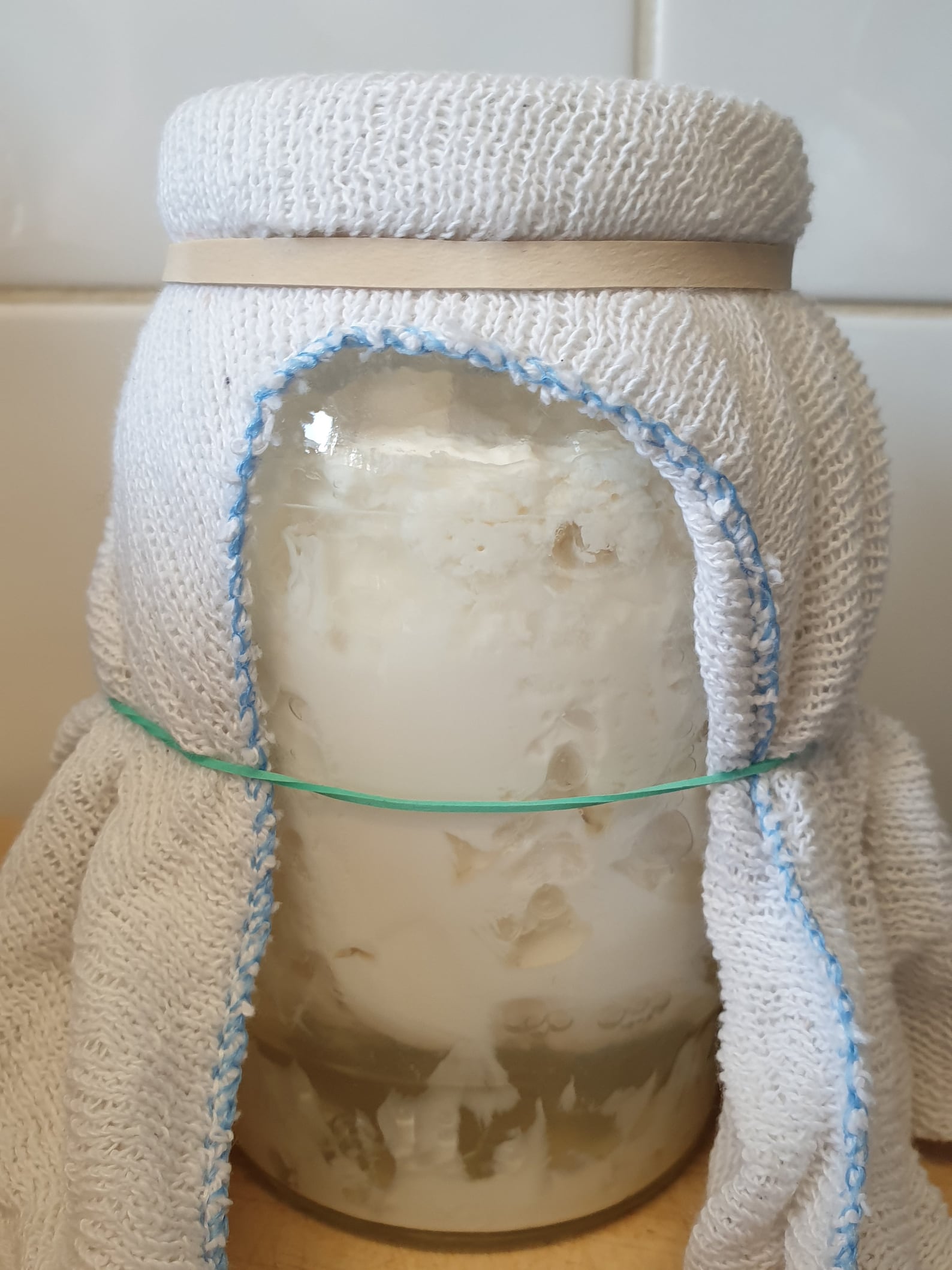 12g Organic Live Milk Kefir Grains,free Instruction, Tibetan Probiotic ...
