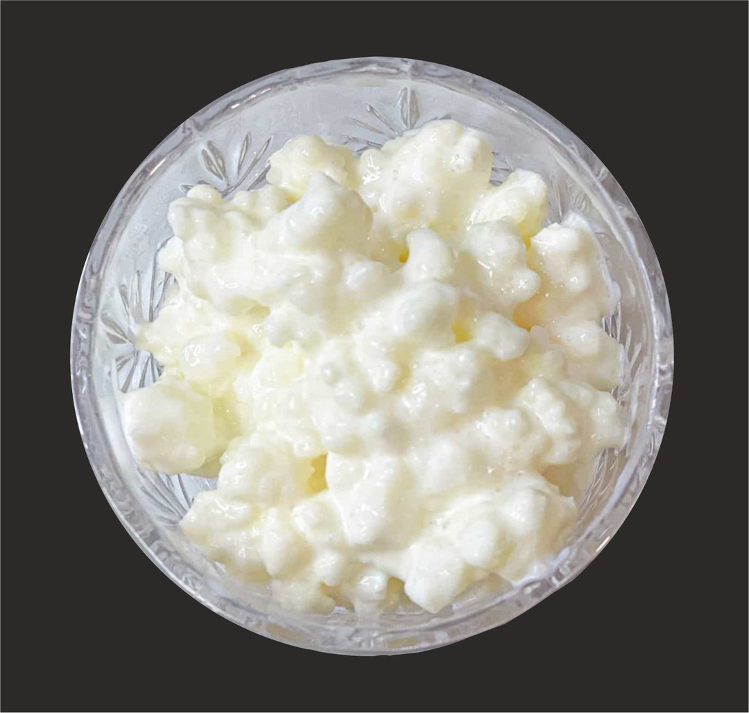 10 Gr Organic Live Milk Kefir Grains Tibetan Probiotic Culture Starter ...