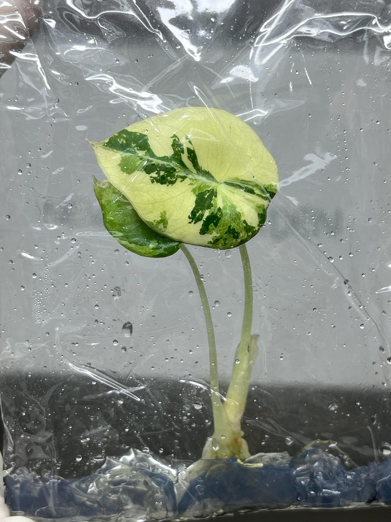 Alocasia Black Velvet Pink-albo Variegated Tissue Culture (1 Item/bag ...