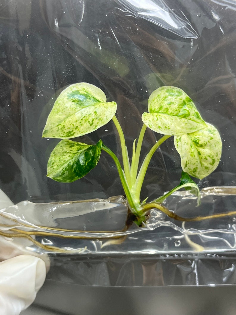 Epipremnum Sp Bali Variegated (hanoman) Tissue Culture (1 Item/bag) - Etsy