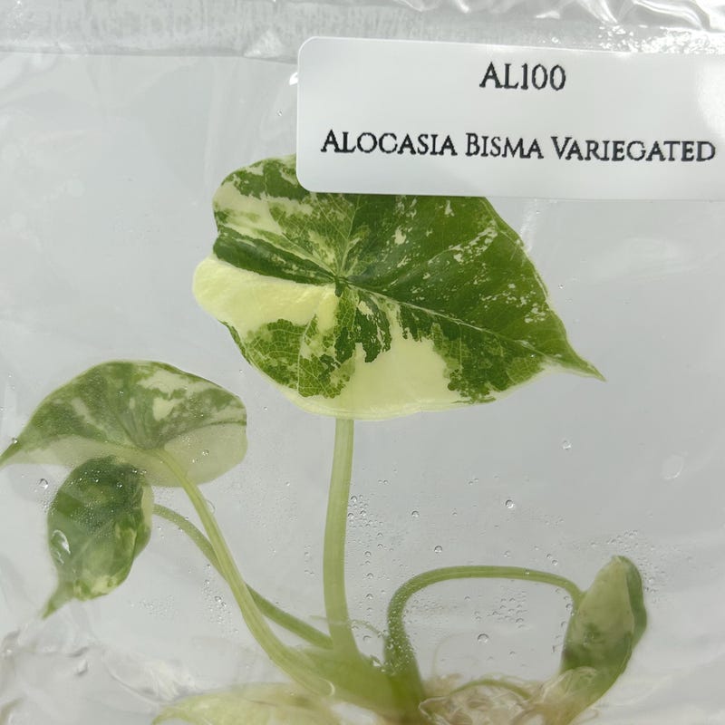 Alocasia bisma variegated - Etsy Schweiz