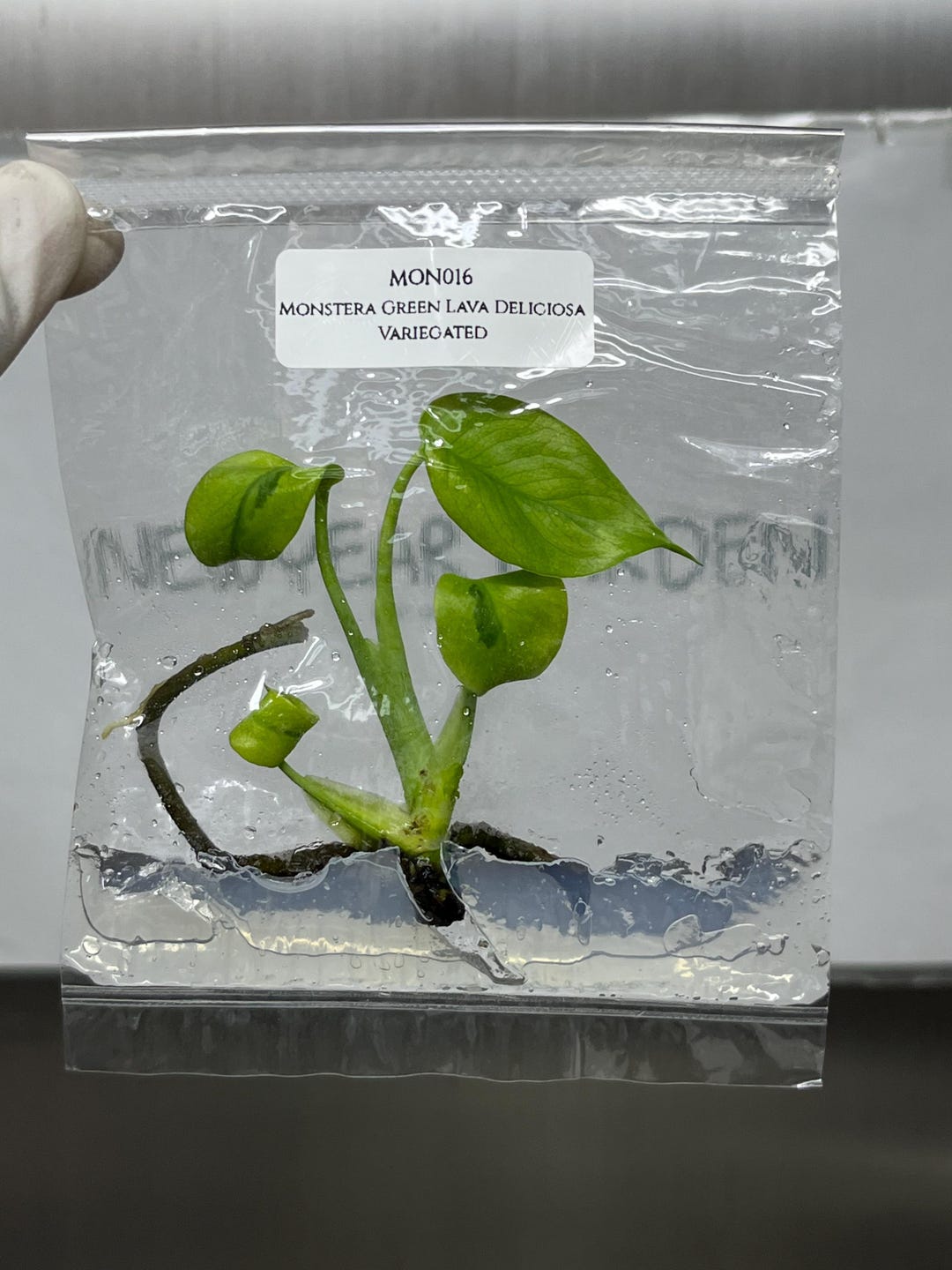 Mutation RARE Monstera Green Lava Deliciosa Variegated Tissue Culture ...