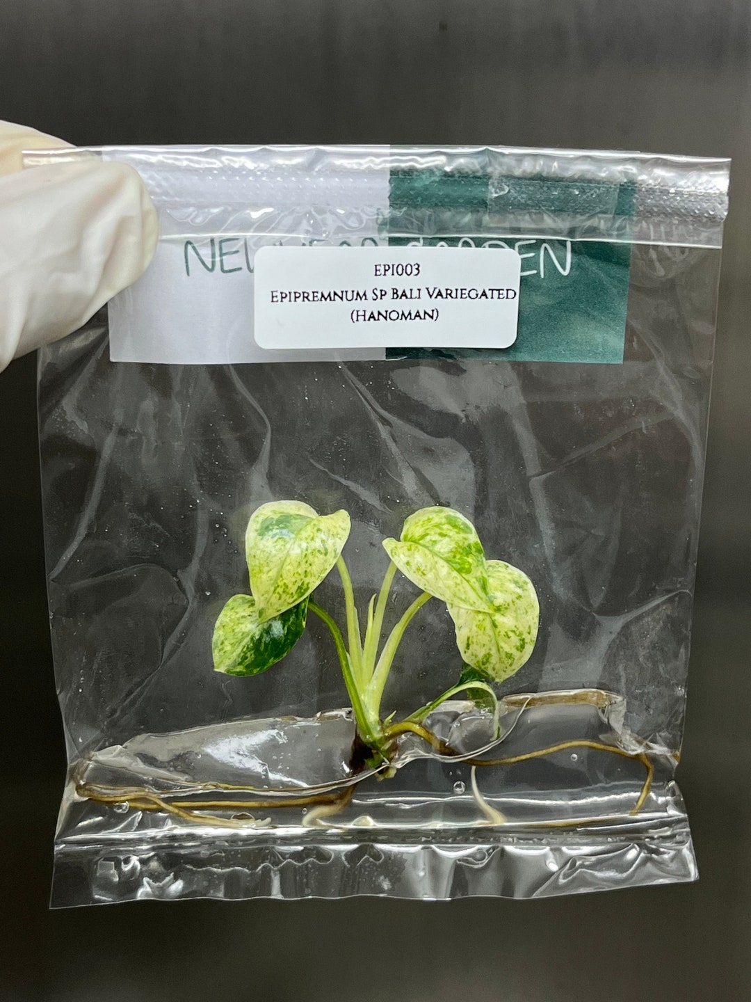 Epipremnum Sp Bali Variegated (hanoman) Tissue Culture (1 Item/bag) - Etsy