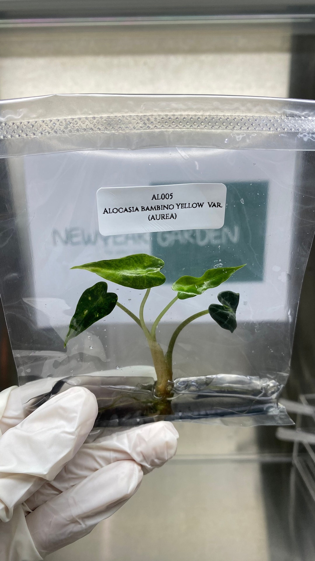 Alocasia Bambino Yellow Var. (AUREA) (1 Plantlet/bag) Tissue Culture - Etsy