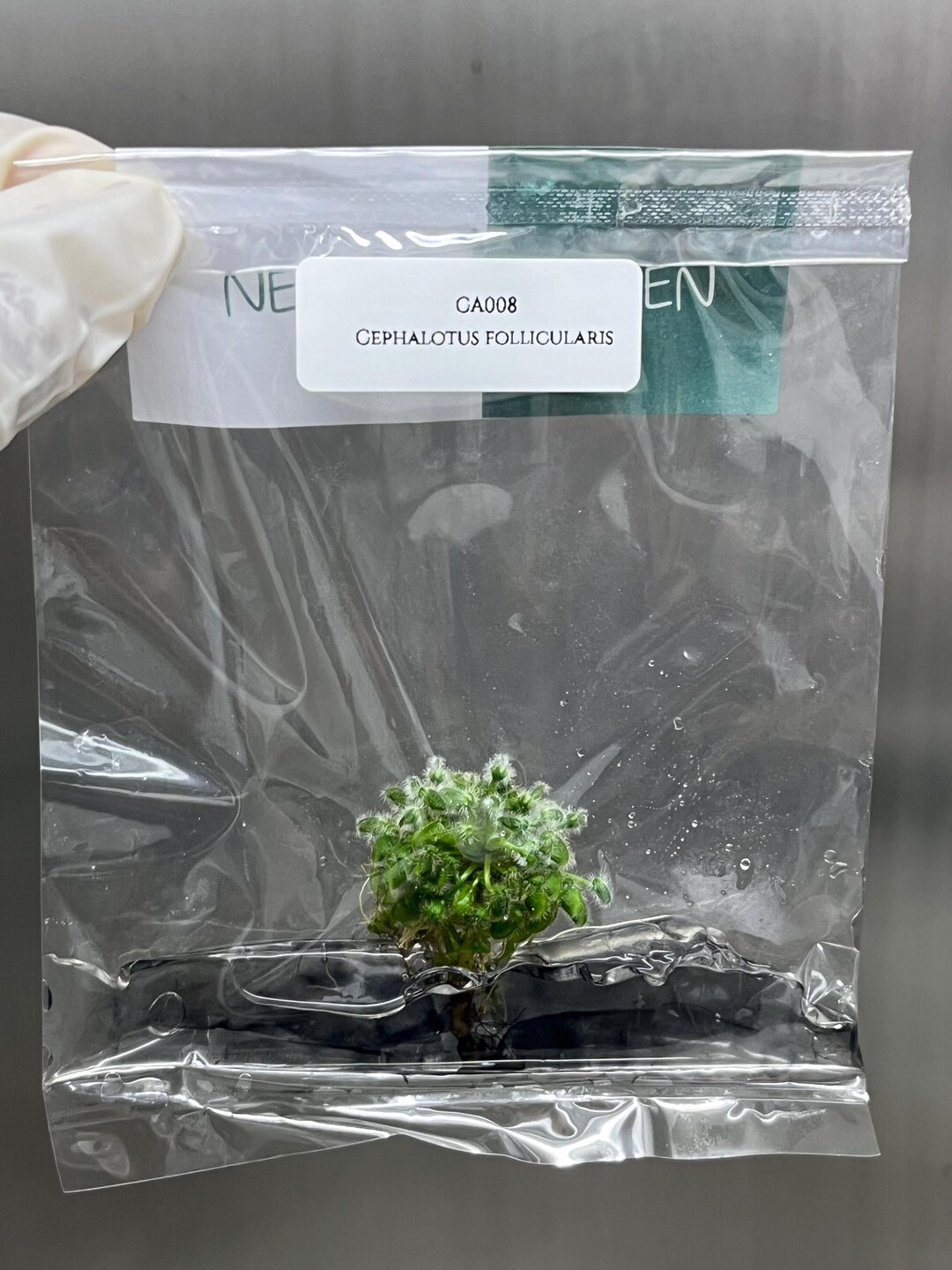 Cephalotus Follicularis (1 Plant/bag) Tissue Culture - Etsy
