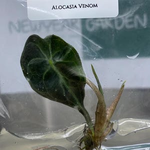 Alocasia Venom Tissue Culture (1 Item/bag) - Etsy