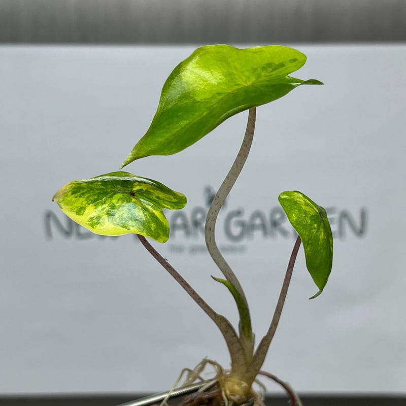 Alocasia princess yucatan variegated - Etsy.de