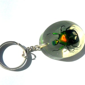 Real Beetle Insect Key Ring Genuine Insect Taxidermy Entomology Bug Key ...