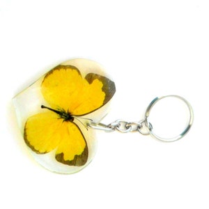 Real Butterfly Insect Key Ring Genuine Insect Taxidermy Entomology ...