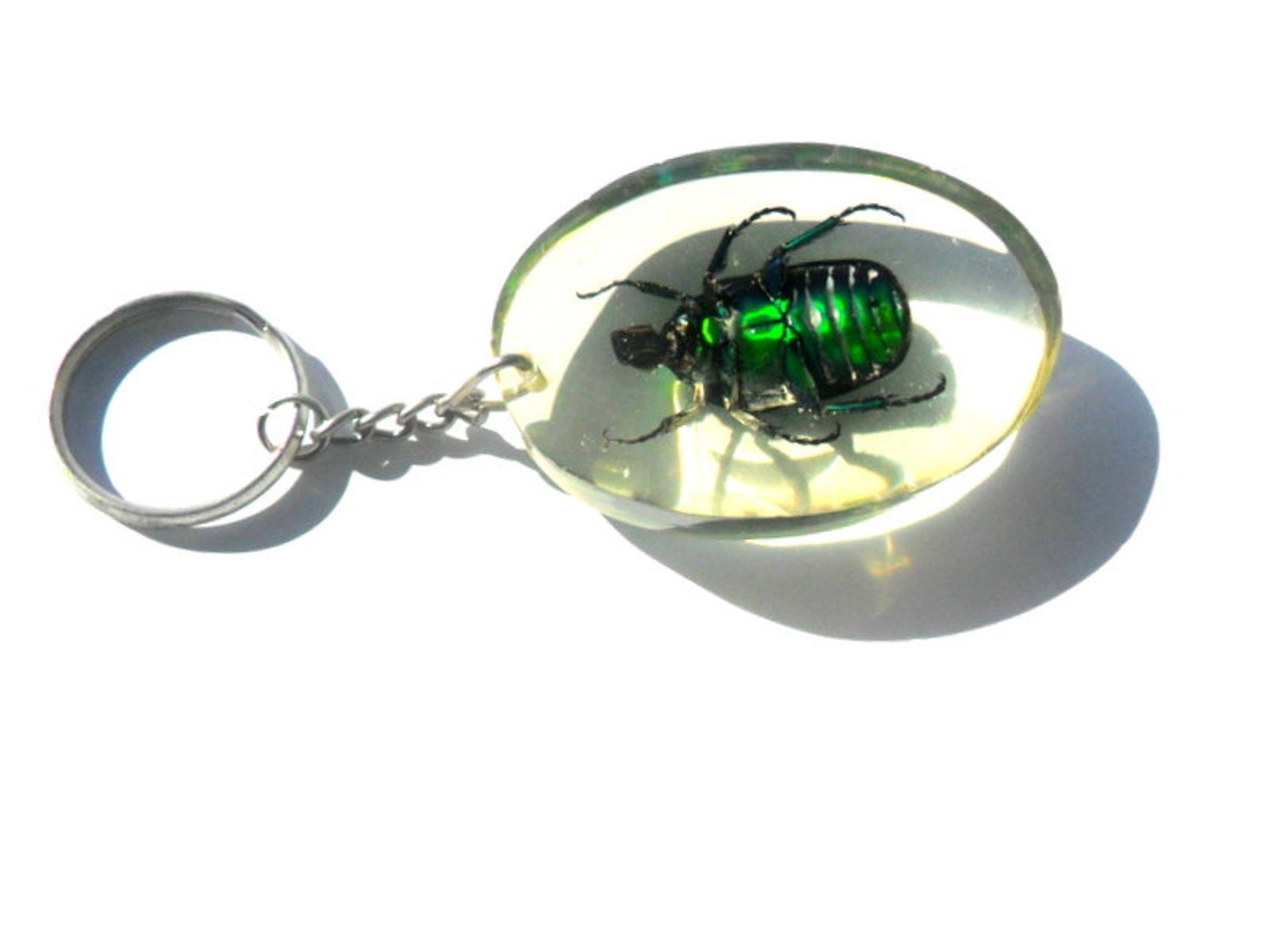 Real beetle Insect Key Ring Genuine Insect Taxidermy | Etsy