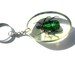 Real Beetle Insect Key Ring Genuine Insect Taxidermy - Etsy