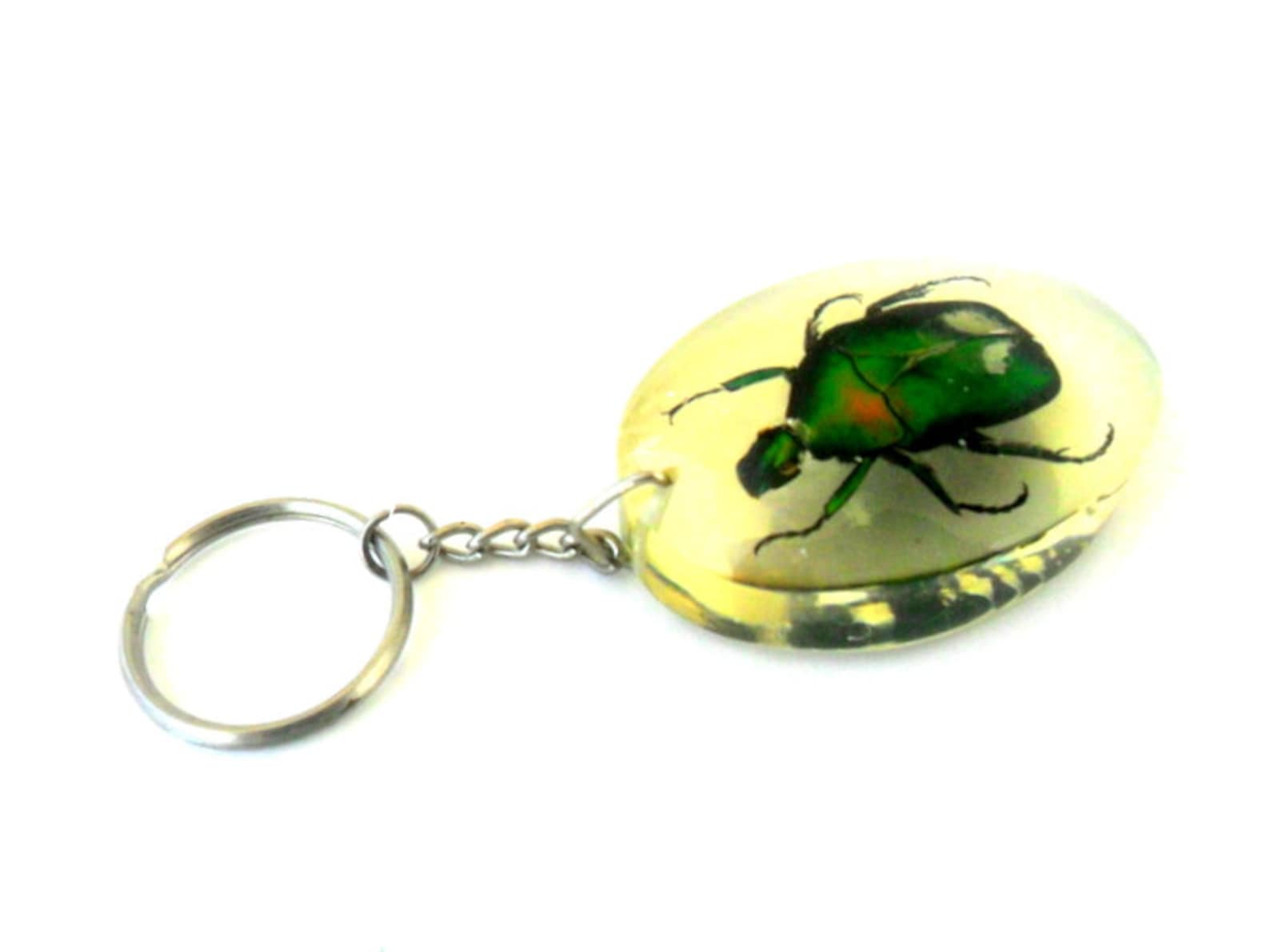 Real Beetle Insect Key Ring Genuine Insect Taxidermy - Etsy