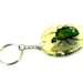 Real Beetle Insect Key Ring Genuine Insect Taxidermy - Etsy