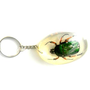 Real Beetle Insect Key Ring Genuine Insect Taxidermy Entomology Bug Key ...