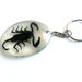 Real Scorpion Key Ring Genuine Insect Taxidermy Entomology Scorpion Key ...