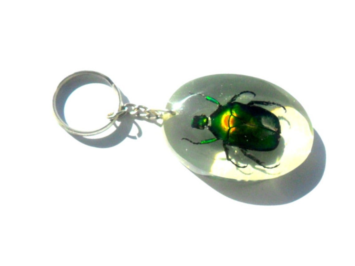 Real Beetle Insect Key Ring Genuine Insect Taxidermy | Etsy