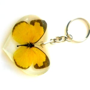 Real Butterfly Insect Key Ring Genuine Insect Taxidermy Entomology ...