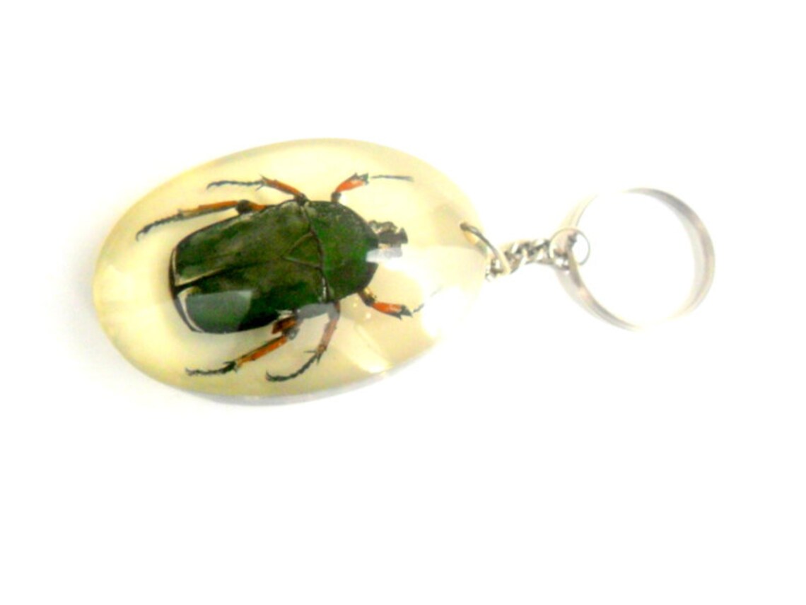 Real Beetle Insect Key Ring Genuine Insect Taxidermy | Etsy