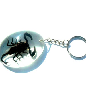 Real Scorpion Key Ring Genuine Insect Taxidermy Entomology Scorpion Key ...