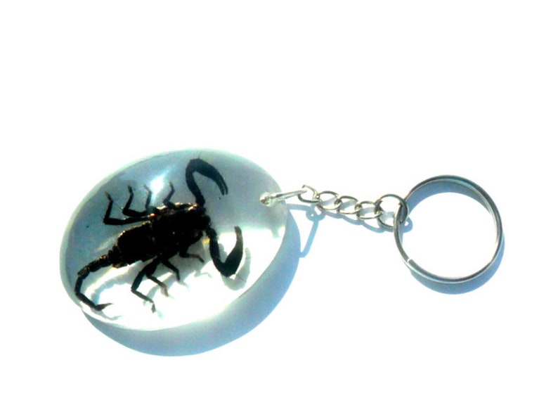 Real Scorpion Key Ring Genuine Insect Taxidermy Entomology Scorpion Key ...