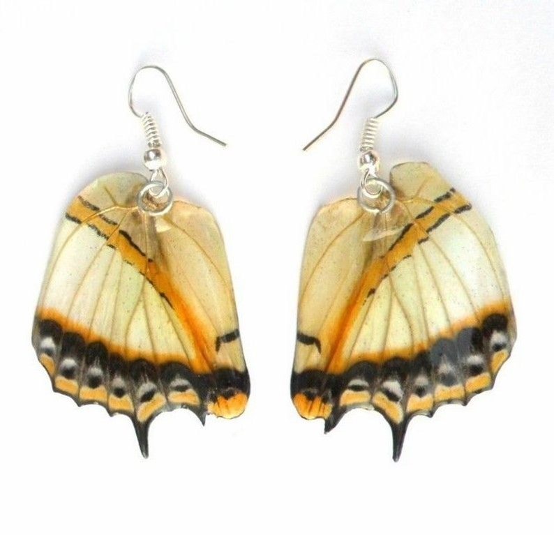 Real Butterfly Wings Earrings Handmade Unsual Jewelry Gift / - Etsy