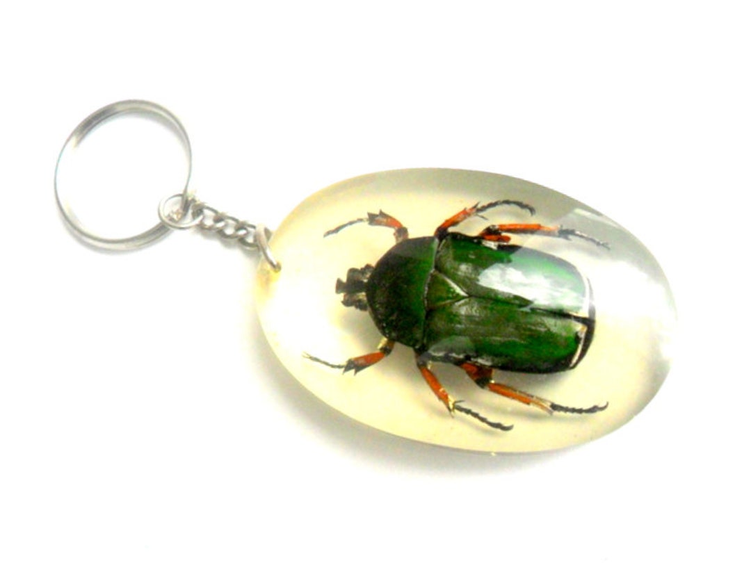 Real Beetle Insect Key Ring Genuine Insect Taxidermy Entomology Bug Key ...