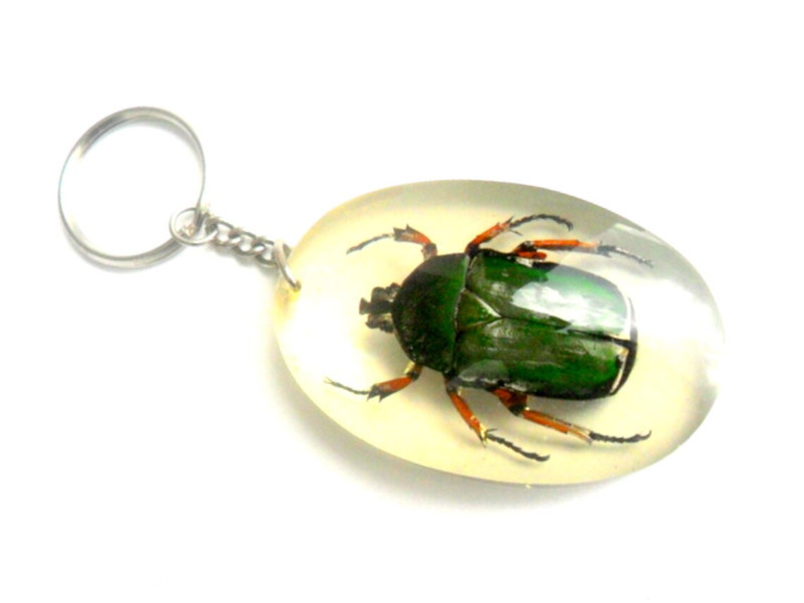 Real Beetle Insect Key Ring Genuine Insect Taxidermy | Etsy