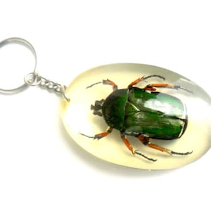 Real Beetle Insect Key Ring Genuine Insect Taxidermy Entomology Bug Key ...