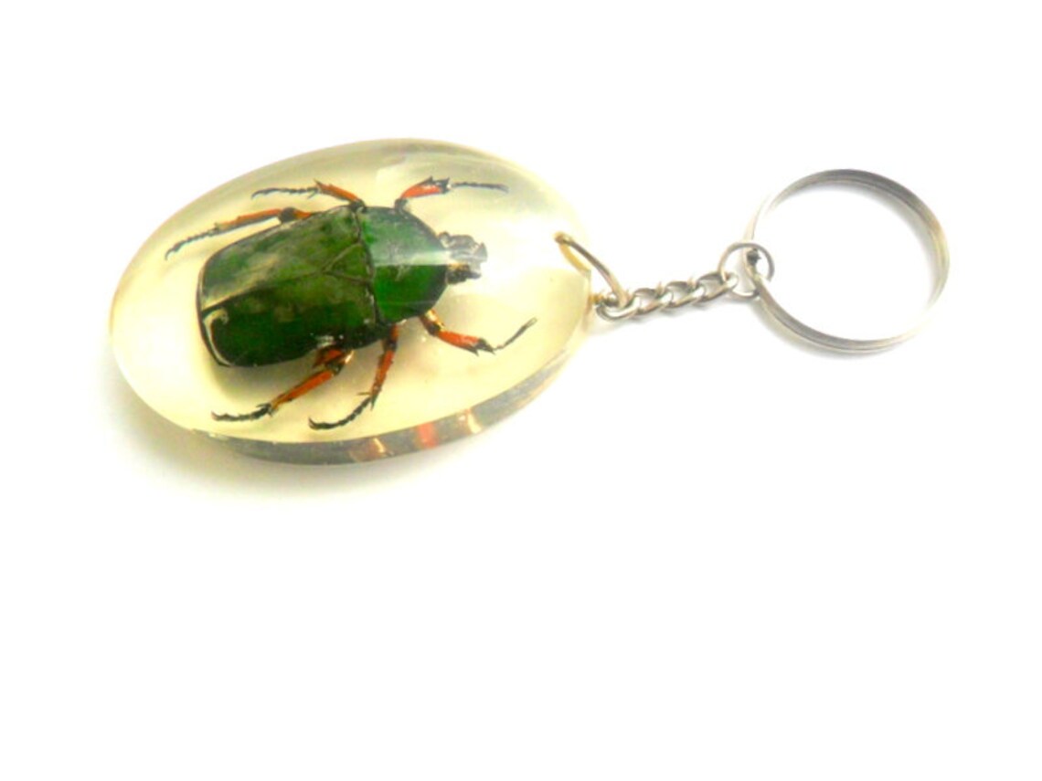 Real Beetle Insect Key Ring Genuine Insect Taxidermy | Etsy