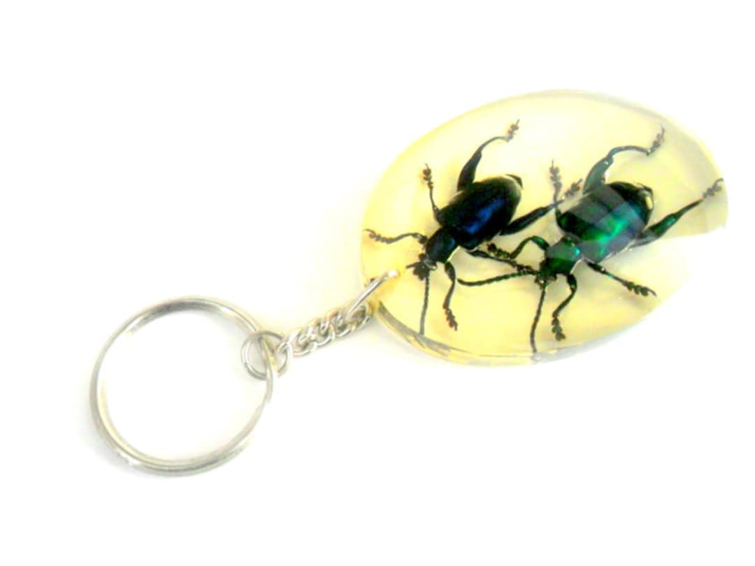 Real Beetles Insect Key Ring Genuine Insect Taxidermy Entomology Bug ...