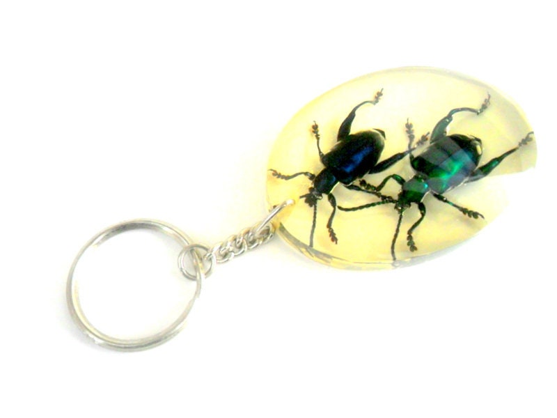 Real Beetles Insect Key Ring Genuine Insect Taxidermy | Etsy