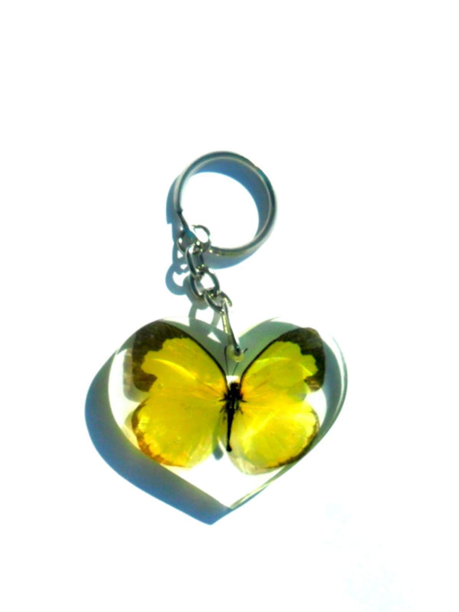 Real Butterfly Insect Key Ring Genuine Insect Taxidermy | Etsy