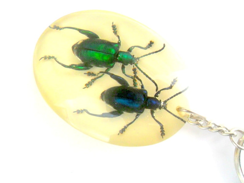 Real Beetles Insect Key Ring Genuine Insect Taxidermy | Etsy