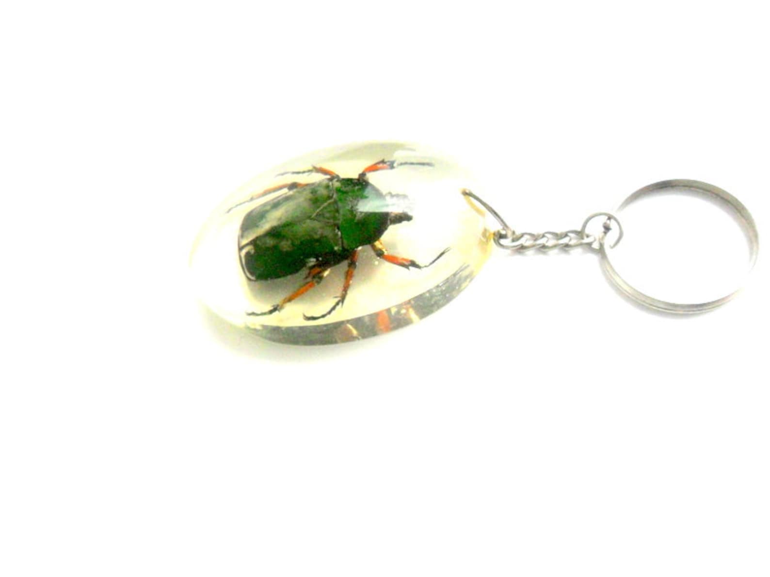Real Beetle Insect Key Ring Genuine Insect Taxidermy | Etsy