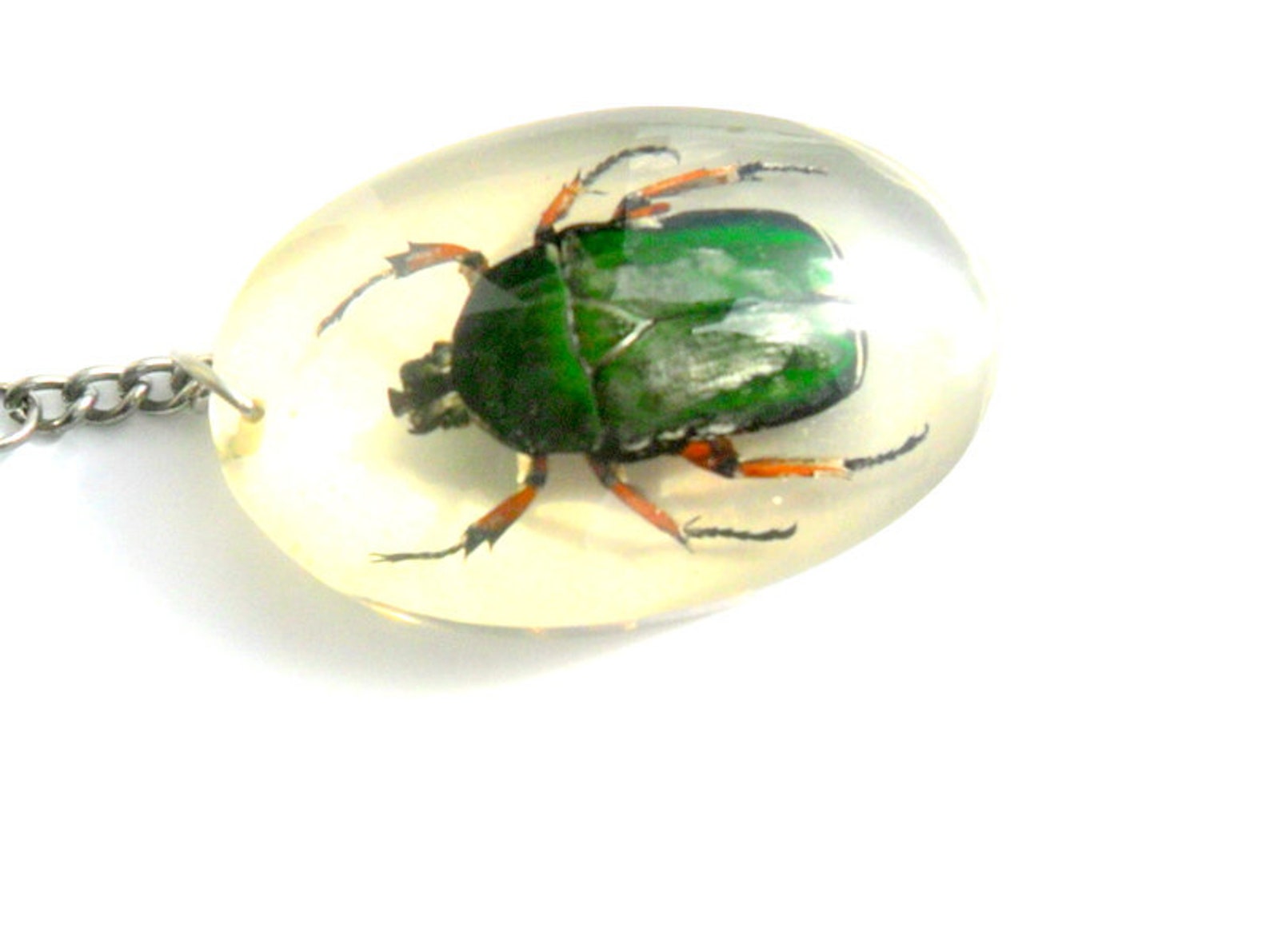 Real Beetle Insect Key Ring Genuine Insect Taxidermy | Etsy