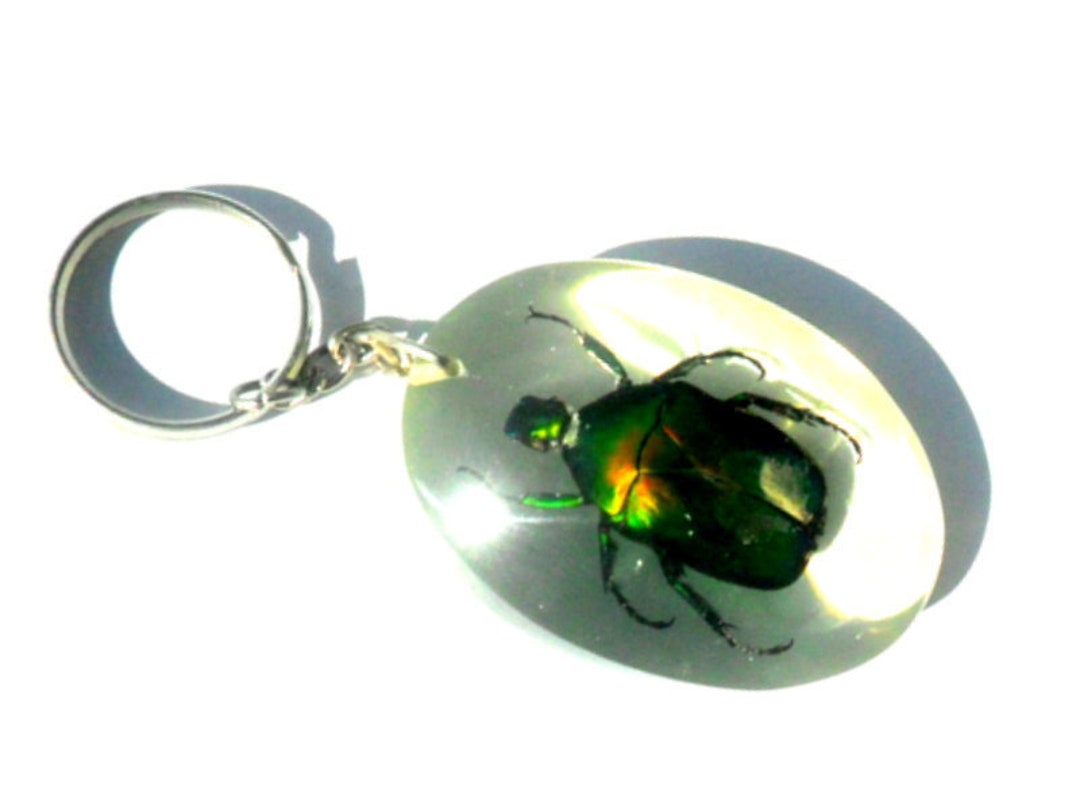 Real Beetle Insect Key Ring Genuine Insect Taxidermy Entomology Bug Key ...
