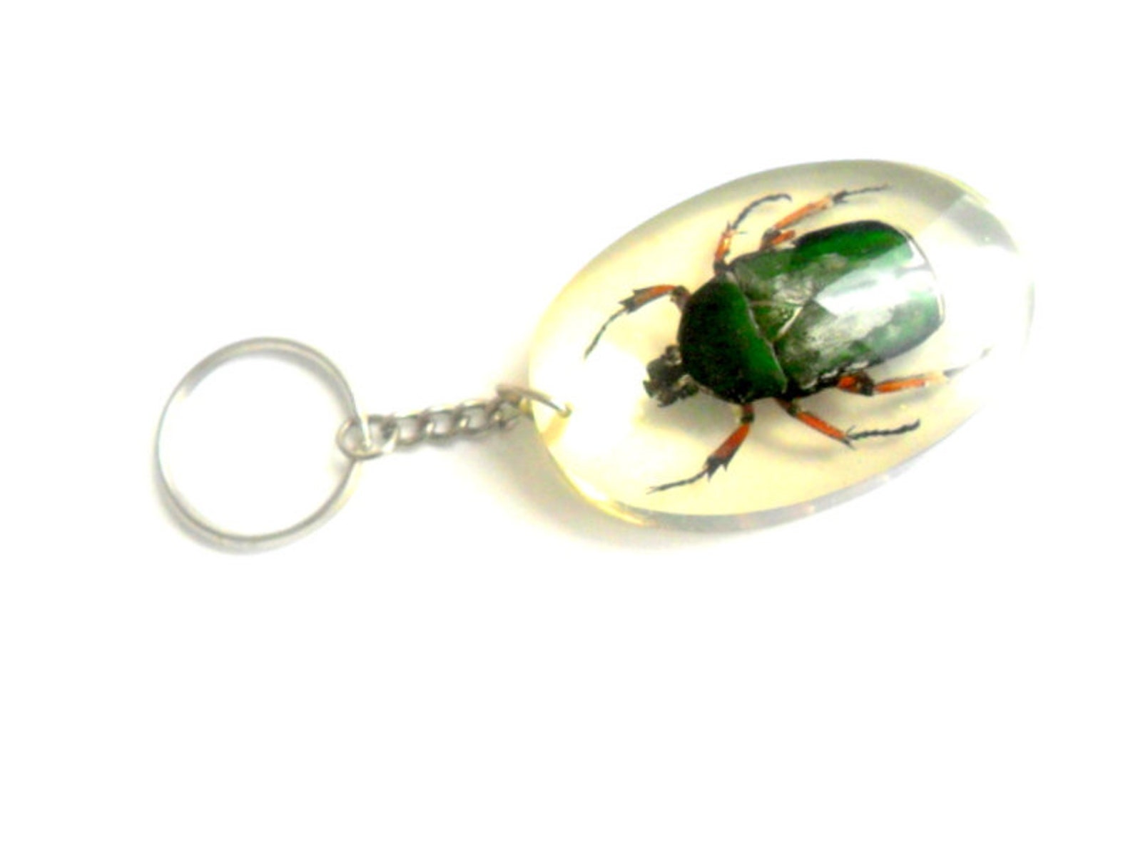 Real Beetle Insect Key Ring Genuine Insect Taxidermy | Etsy