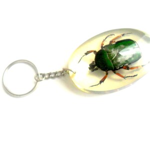 Real Beetle Insect Key Ring Genuine Insect Taxidermy Entomology Bug Key ...
