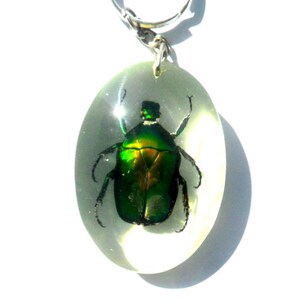 Real Beetle Insect Key Ring Genuine Insect Taxidermy Entomology Bug Key ...