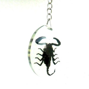 Real Scorpion Key Ring Genuine Insect Taxidermy Entomology Scorpion Key ...