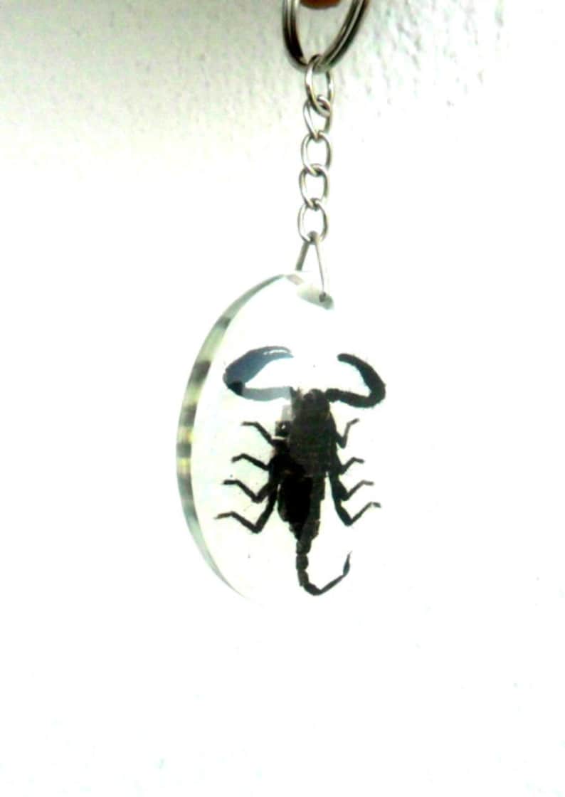 Real Scorpion Key Ring Genuine Insect Taxidermy Entomology Scorpion Key ...