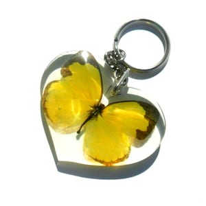 Real Butterfly Insect Key Ring Genuine Insect Taxidermy Entomology ...