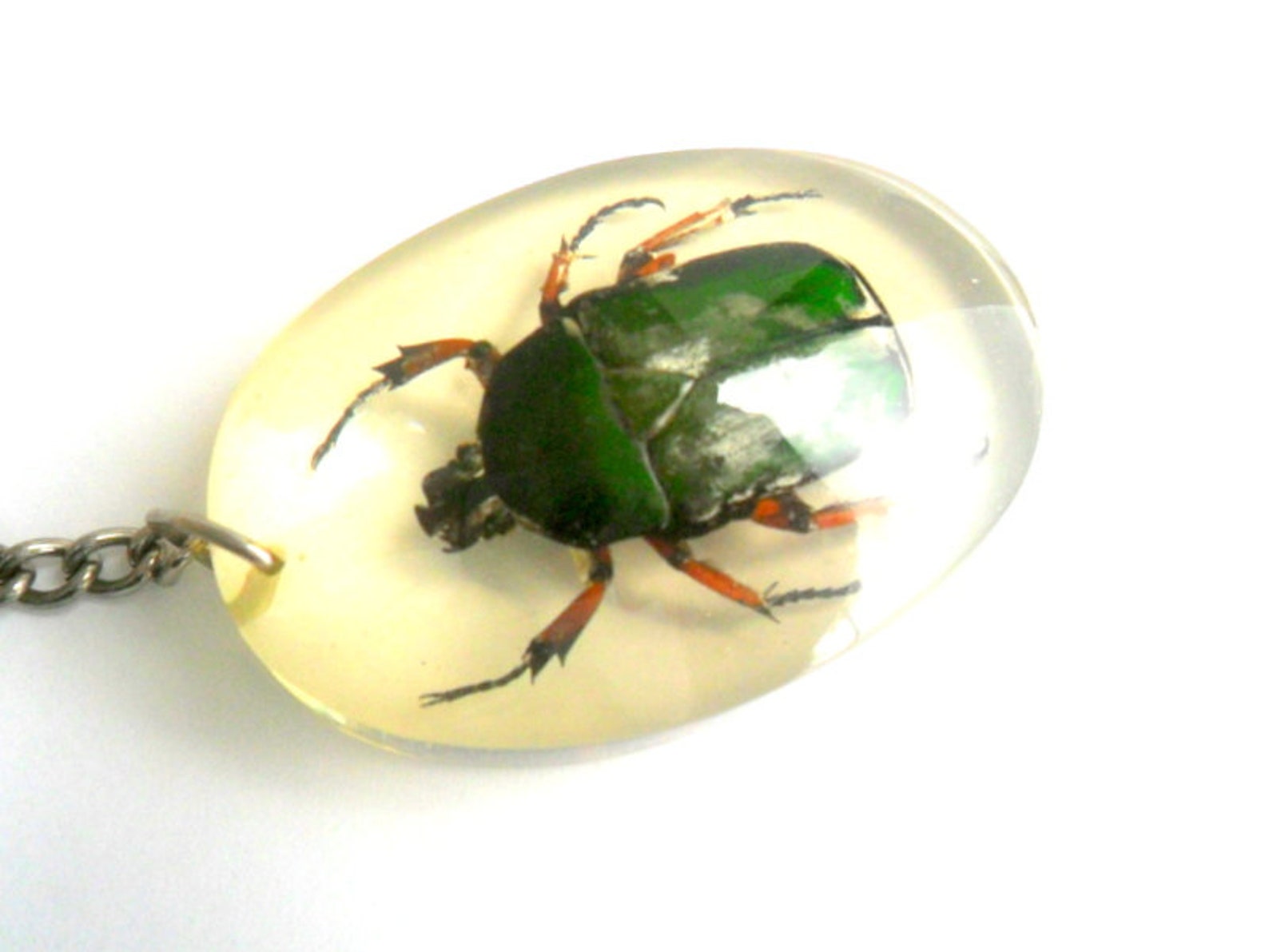 Real Beetle Insect Key Ring Genuine Insect Taxidermy | Etsy