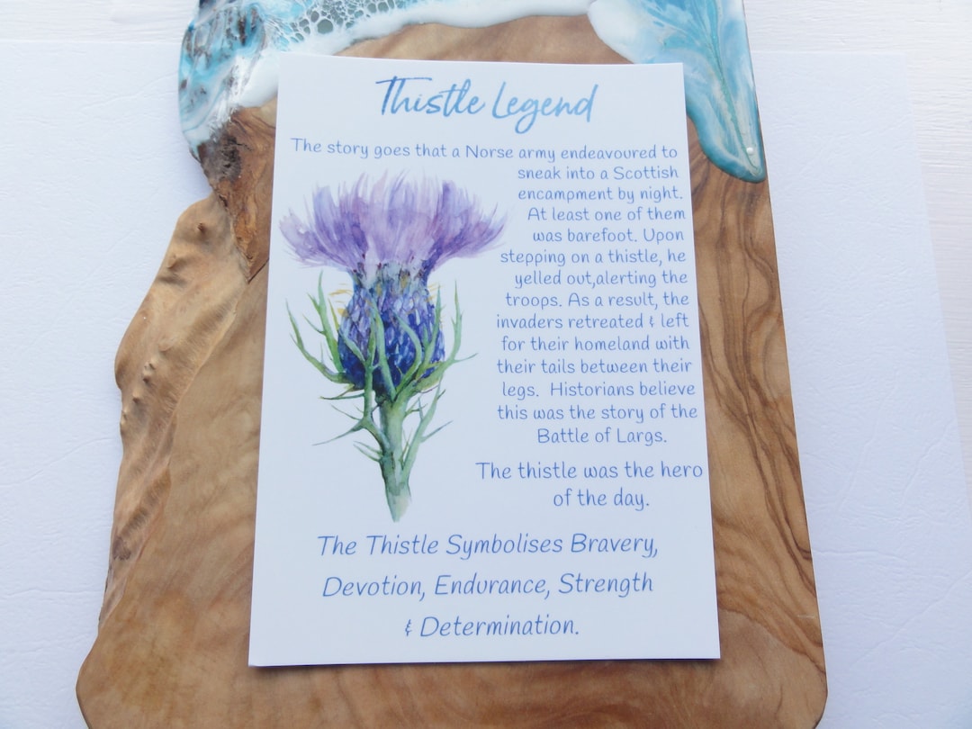 Thistle Story Note Card // Flower of Scotland // Thistle Legend ...