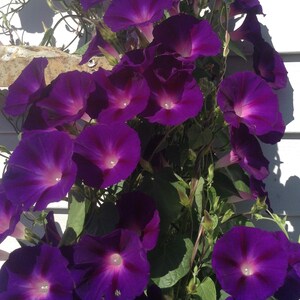 Grow Your Own Flowers 25 Kniolas Black Morning Glory Seeds Pase Seeds ...