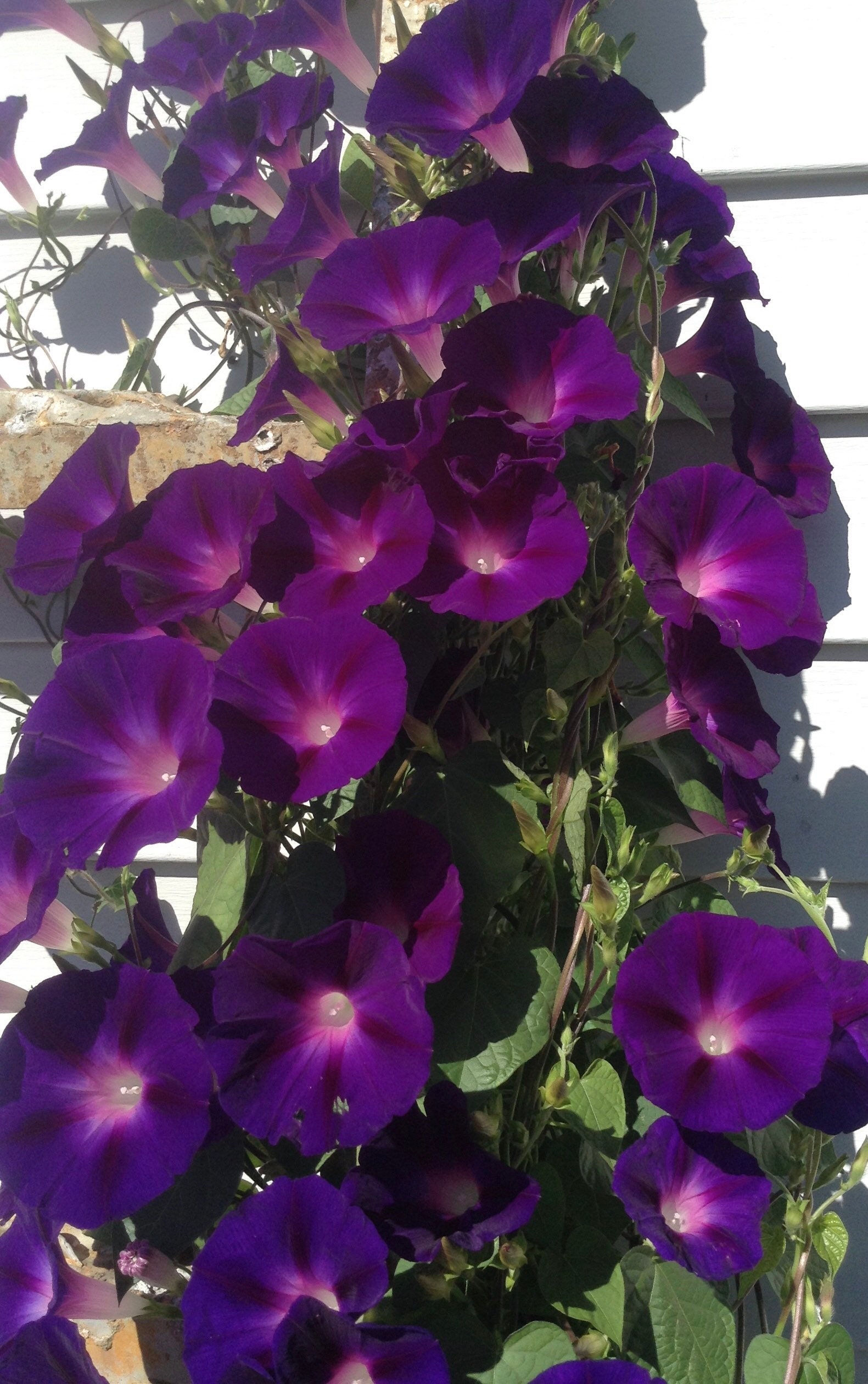 Grow Your Own Flowers 25 Kniolas Black Morning Glory Seeds Pase Seeds ...