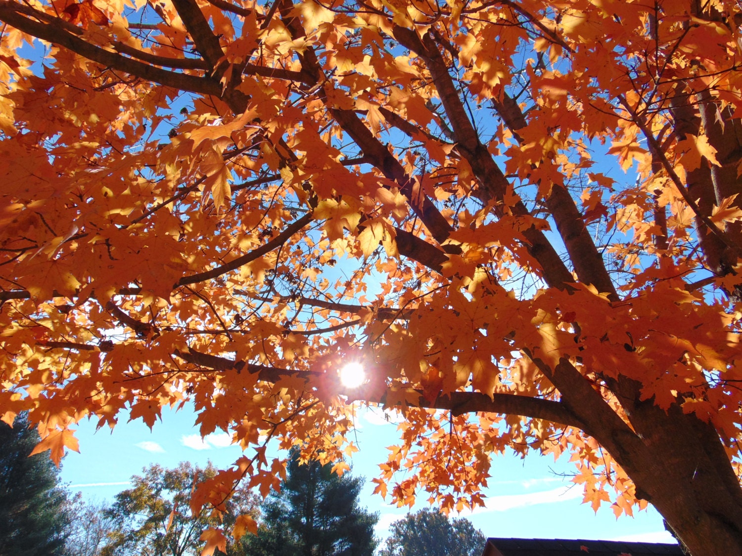 Fall Leaves Photos set of 4 | Etsy