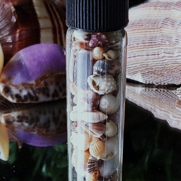 Mini Sea Shells - Etsy