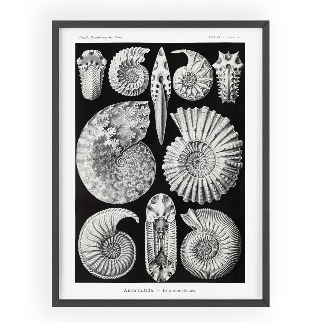 Fossil-inspired Satin Posters Vintage Wall Art for Home Décor Gifts for ...