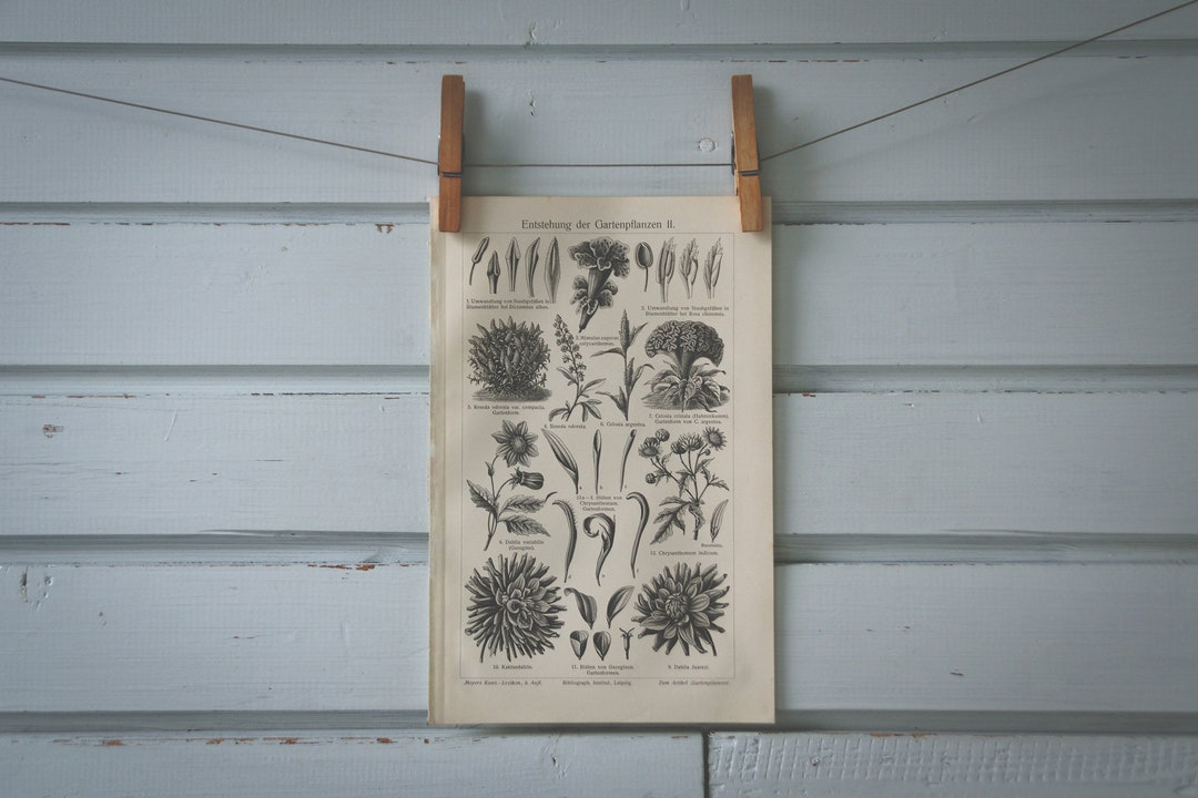 1907 Vintage Garden Plants Lithograph Illustration - Etsy